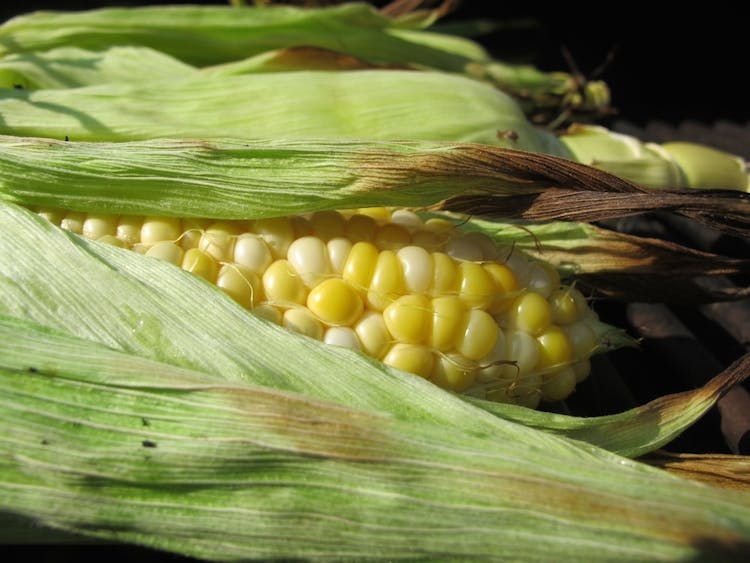 Sweet Summer Corn Tips | Tips & Techniques | Weber Grills